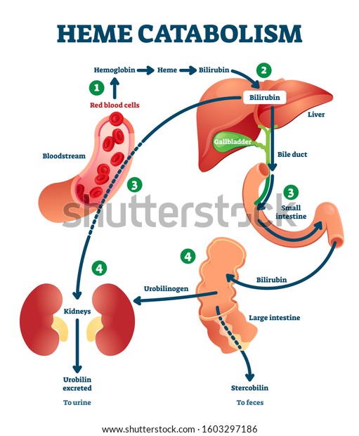 25 Breakdown of hemoglobin: immagini, foto stock e grafica vettoriale ...