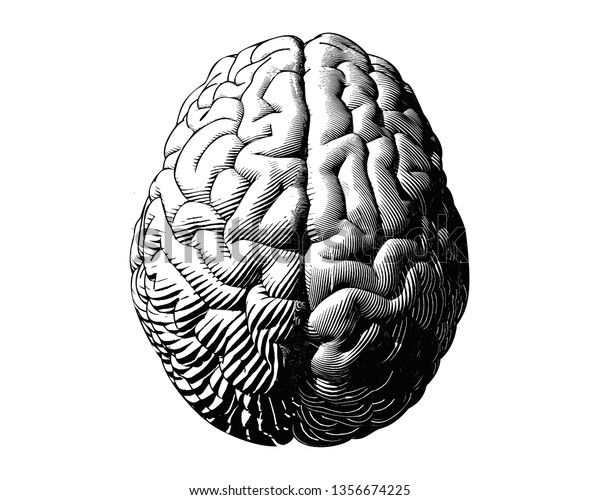 Hemispheres Human Brain Engraving Top View Stock Vector (Royalty Free ...