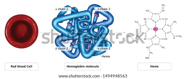 Hemoglobin Structure Red Blood Cells Heme Stock Vector (Royalty Free ...