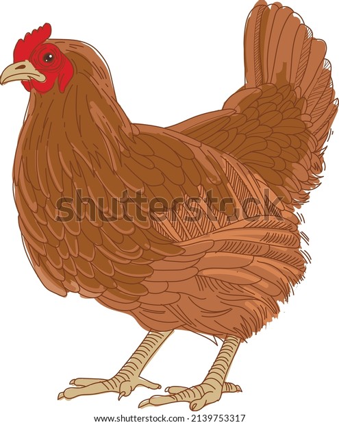 13 Pollo Outline Stock Vectors, Images & Vector Art | Shutterstock
