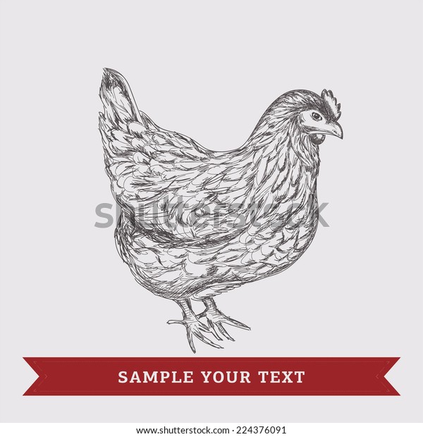 Hen Hand Drawn Vintage Vector Illustration Stock Vector (Royalty Free ...