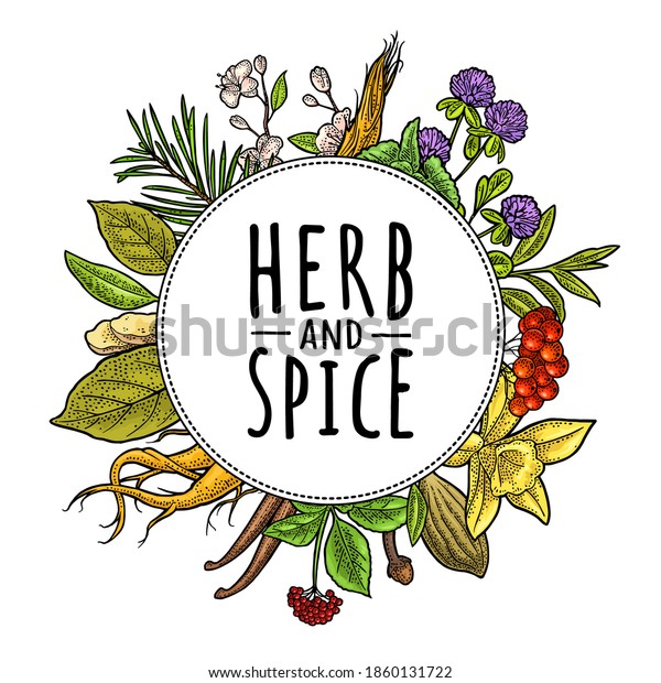 Herb Spice Handwriting Lettering Vector Vintage Stock Vector (Royalty ...