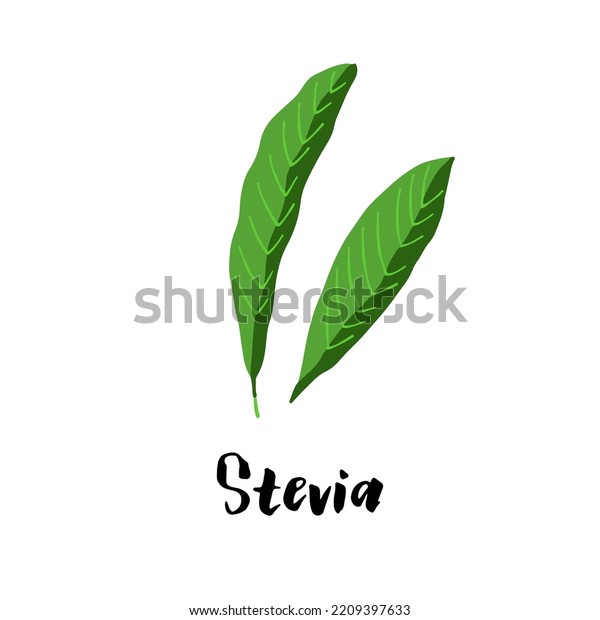 Herbal Stevia Illustration Isolated On White Stock Vector (Royalty Free ...