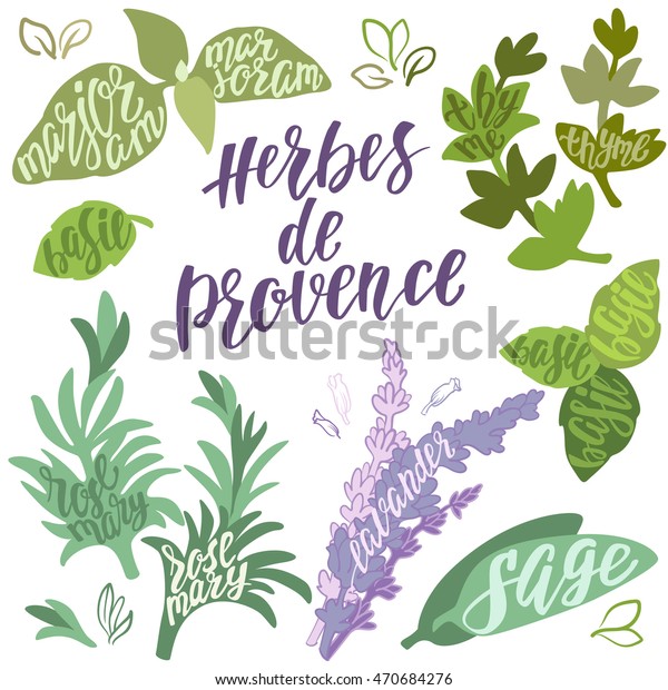 Herbes De Provence Vector Illustration Handwritten Stock Vector ...