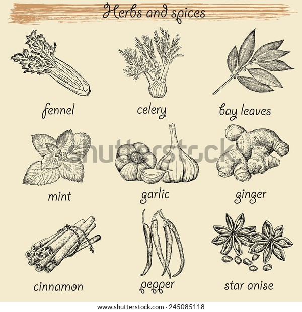 Herbs Spices Hand Drawing Set Vector: เวกเตอร์สต็อก (ปลอดค่าลิขสิทธิ์ ...