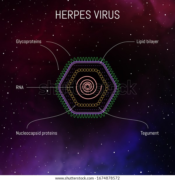 Herpes Virus Structure Proteins Membrane Rna Stock Vector (Royalty Free) 1674878572