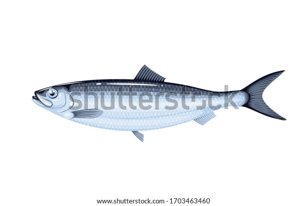 Herring Fish Vector Illustration Cartoon Flat: stockvector (rechtenvrij ...