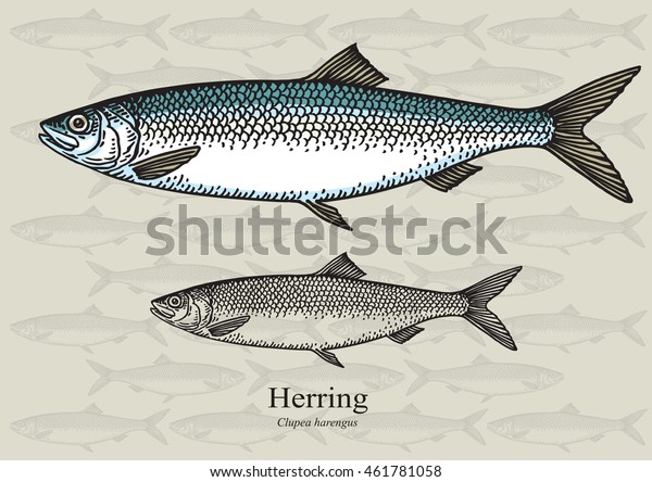 Herring Sild Vector Illustration Refined Details 库存矢量图（免版税）461781058 ...