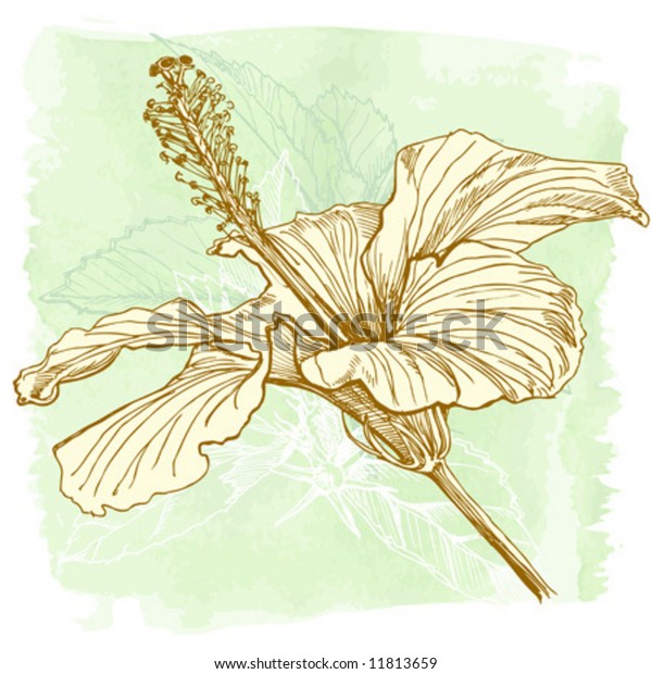 Hibiscus Flower Vector Hand Draw Stock Vector (Royalty Free) 11813659