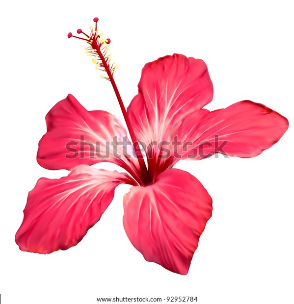 Hibiscus Flower Vector Tropical Exotic Hawaii Stock Vector (Royalty ...