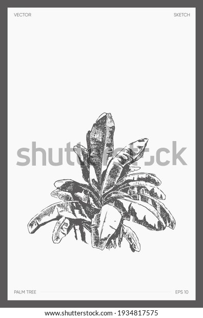 High Detail Hand Drawn Vector Illustration Stock Vector (Royalty Free ...