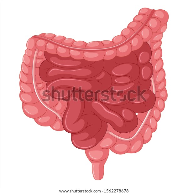Stock vektor „High Detailed Vector Intestine Isolated On“ (bez ...