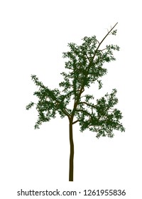 High Quality Vector Tree Leaves: เวกเตอร์สต็อก (ปลอดค่าลิขสิทธิ์ ...