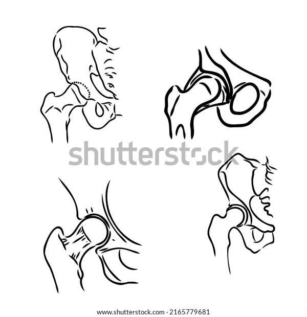 Hip Bone Line Icon Vector Illustration Stock Vector (Royalty Free ...