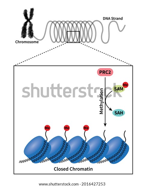 Histone Methylation Methyl Groups Transferred Amino Stock Vector ...