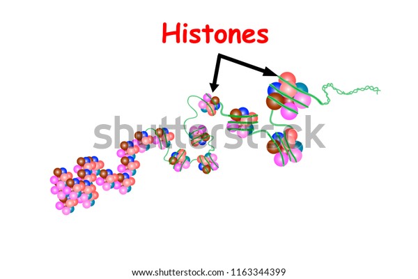 Histone in the structure of DNA. genome sequence. Telo mere is a ...