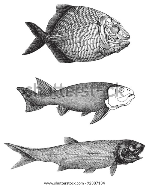 Historical Fish Platysomus Striatus Acanthodes Palaeoniscus Stock ...