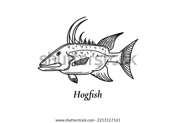 Hogfish Vector Illustration Sketch Style Great Stock Vector (Royalty ...