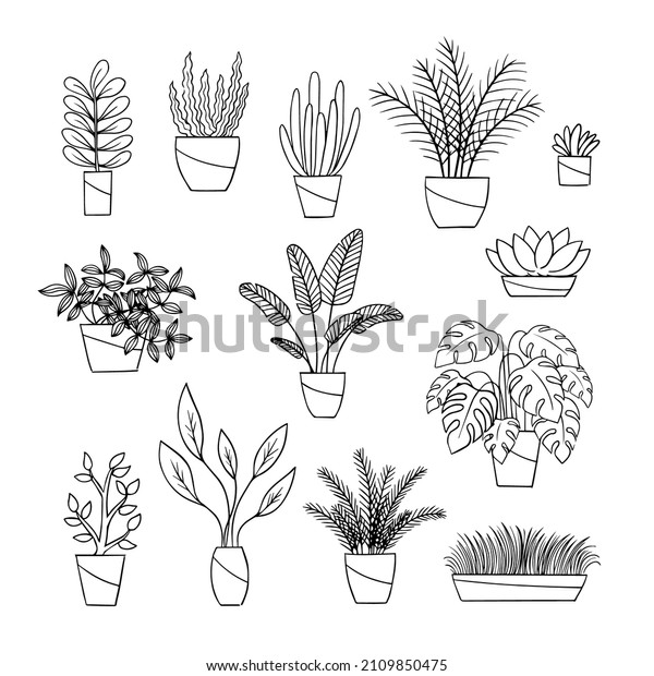 Home Plants Linear Hand Drawing Stock Vector (Royalty Free) 2109850475 ...