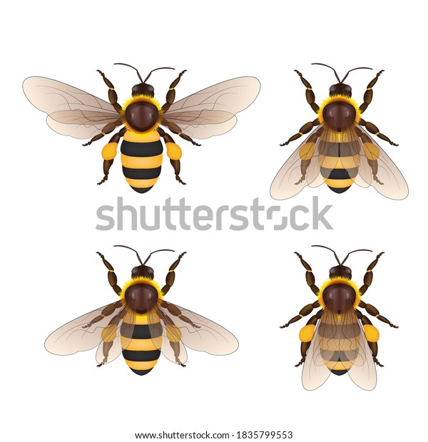 Honey Bee Isolated Cartoon Set Animal 库存矢量图（免版税）1835799553 | Shutterstock
