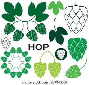 Hop Leaf Isolated Hop On White Stock Vector (Royalty Free) 209340388 ...