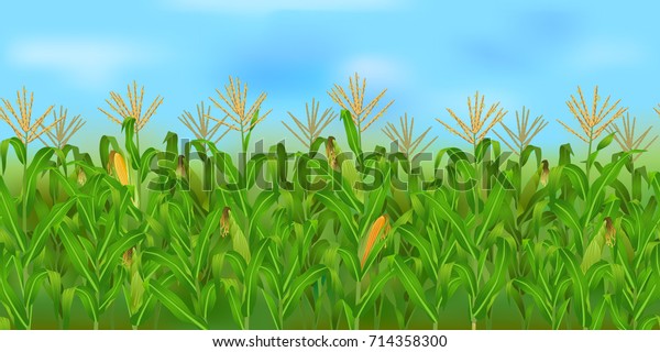 Horizontal Seamless Corn Field Blue Sky Stock Vector (Royalty Free ...