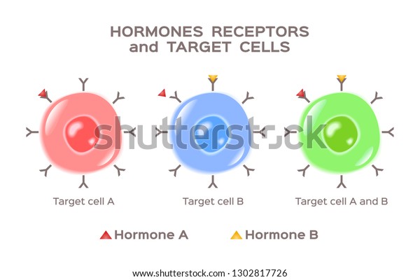 Hormones Receptors Target Cells Vector Stock Vector (Royalty Free ...
