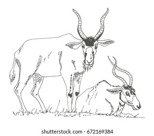 12 Roan antelope Stock Illustrations, Images & Vectors | Shutterstock