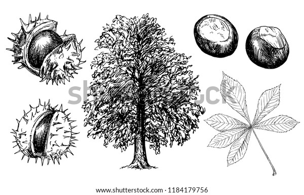 Horse Chestnut Conker Tree Stock Vector (Royalty Free) 1184179756 ...