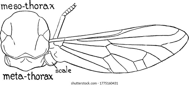 Metathorax Images, Stock Photos & Vectors | Shutterstock