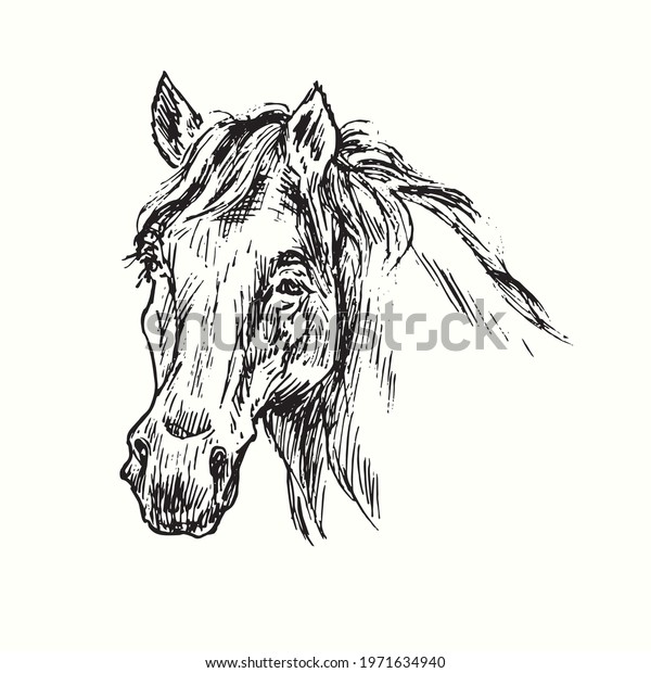Horse Muzzle Front View Ink Black Stock Vector (Royalty Free ...