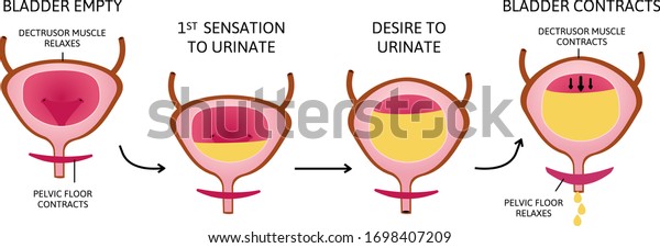 How Bladder Works Bladder Muscles Contract Stock Vector (Royalty Free ...