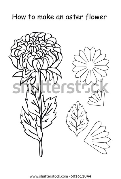 How Make Aster Flower Outline Scheme Stock Vector (Royalty Free ...