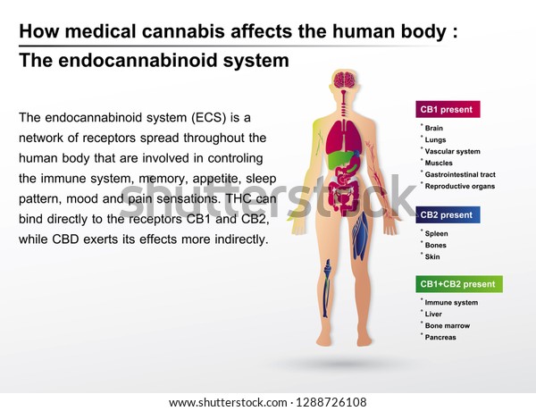 How Medical Cannabis Affects Human Body Stock Vector (Royalty Free ...