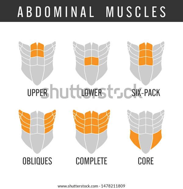 Human Abdominal Muscles Overall Icon Style Stock Vector (Royalty Free ...