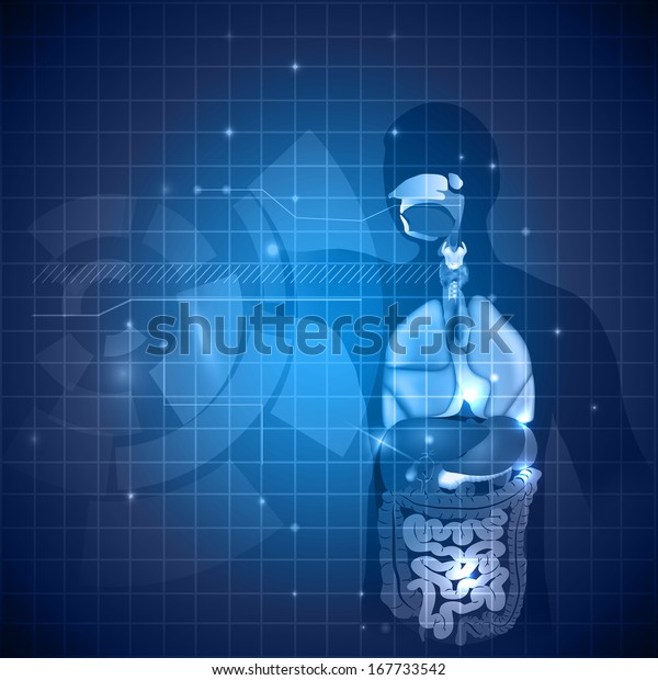 Human Anatomy Background Various Internal Organs Stock Vector (Royalty ...