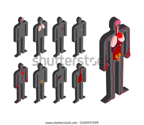 Human Anatomy Body Isometric Internal Organs Stock Vector (Royalty Free ...