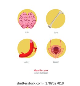 Human Anatomy Brain Bladder Bones Arteries Stock Vector (Royalty Free ...