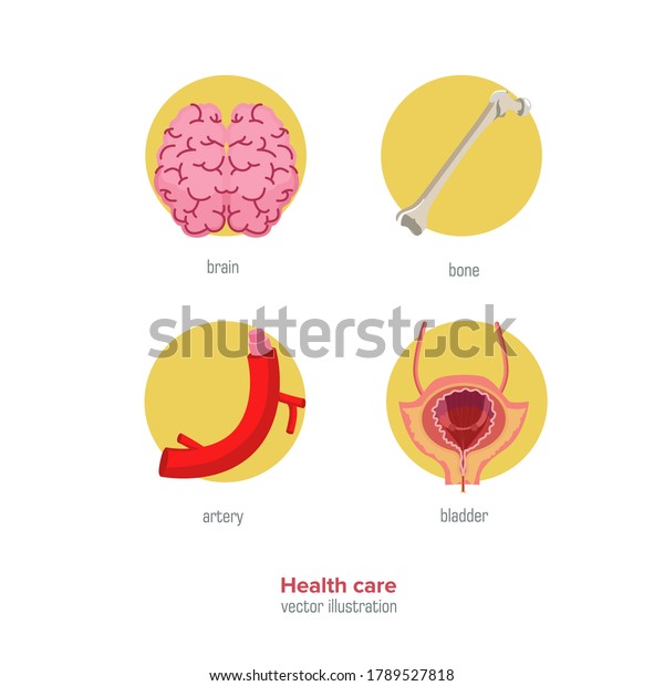 Human Anatomy Brain Bladder Bones Arteries Stock Vector (Royalty Free ...