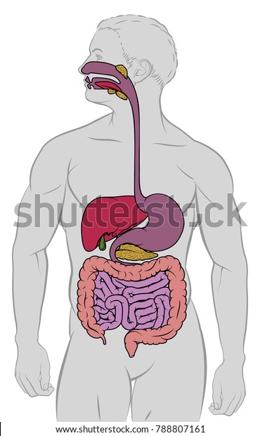 Human Anatomy Digestive System Gut Gastrointestinal Stock Vector ...