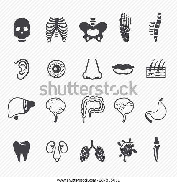 Human Anatomy Icons Stock Vector (Royalty Free) 167855051
