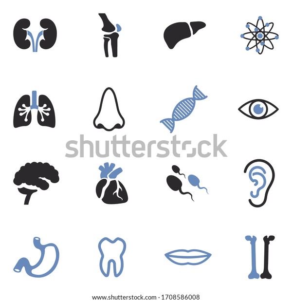 Human Anatomy Icons Two Tone Flat Stock Vector (Royalty Free) 1708586008