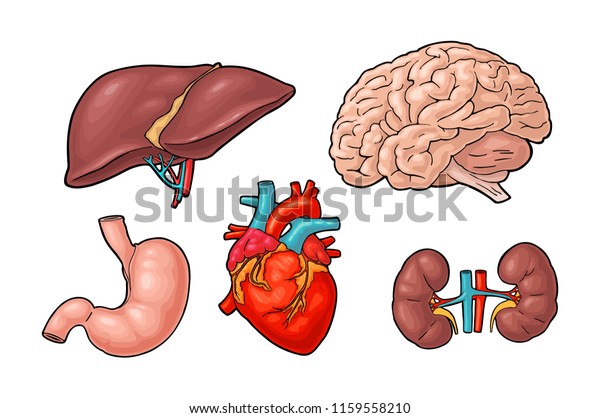 Human Anatomy Organs Brain Kidney Heart 스톡 벡터(로열티 프리) 1159558210 ...
