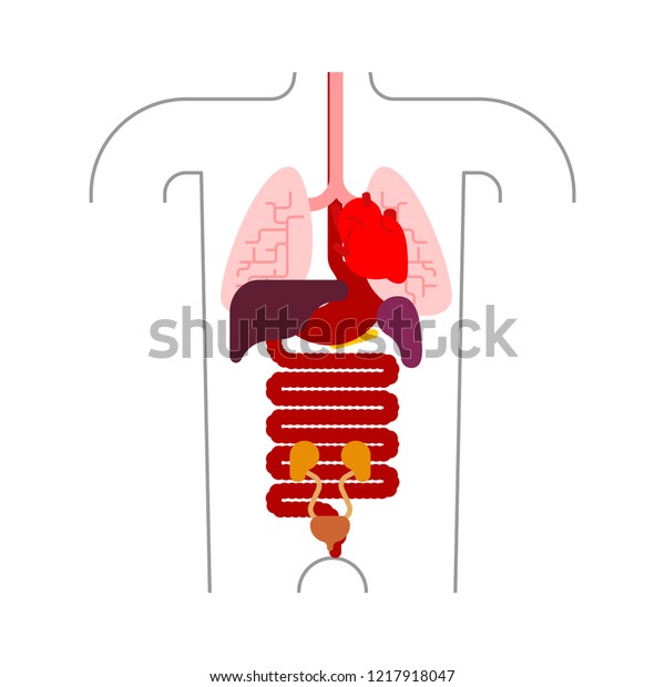 Human Anatomy Organs Internal Systems Man Stock Vector (Royalty Free ...