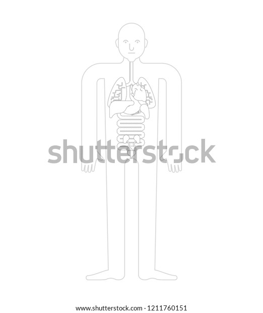 Human Anatomy Organs Template Systems Man Stock Vector (Royalty Free ...