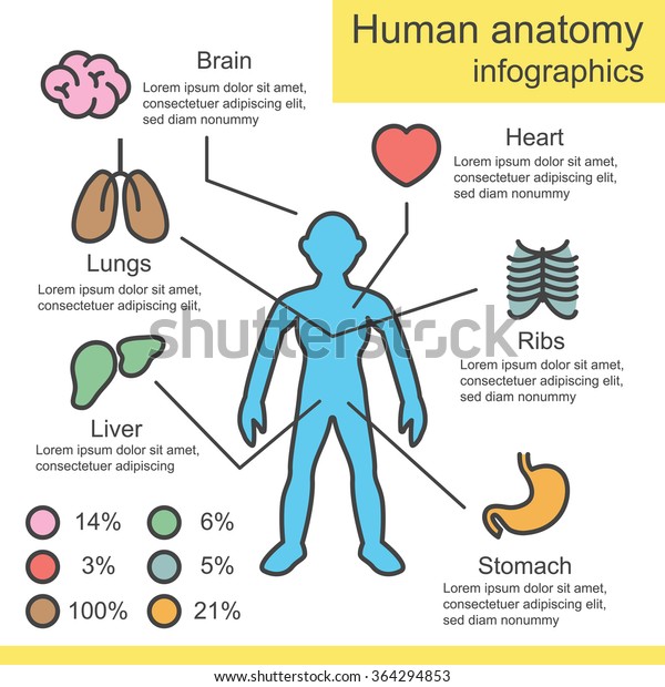 Human Anatomy Outline Infographics Vector Design Stock Vector (Royalty ...