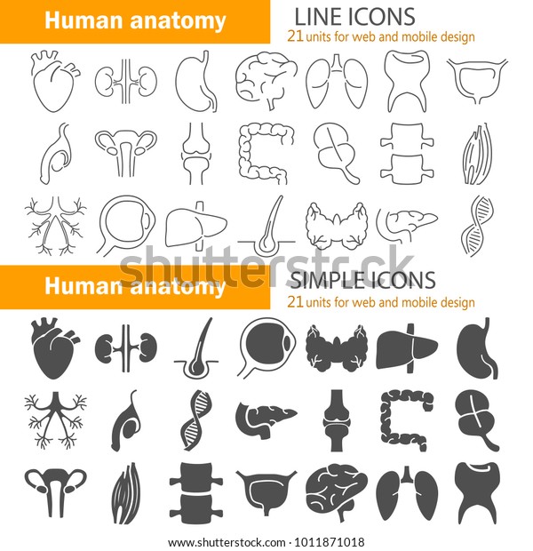 Human Anatomy Simple Line Icons Set Stock Vector (Royalty Free ...
