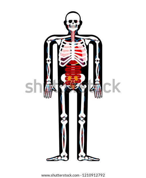 Human Anatomy Skeleton Internal Organs Systems Stock Vector (Royalty ...