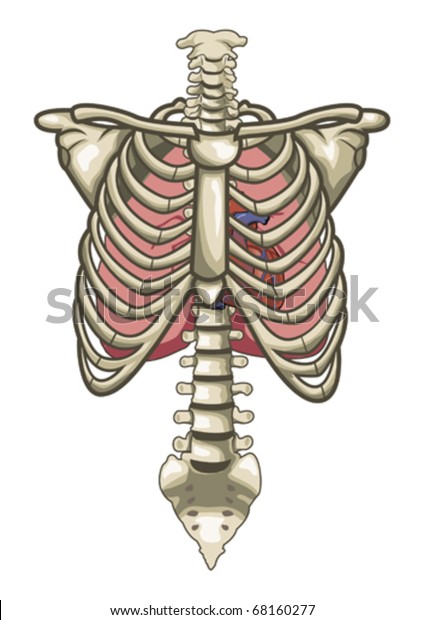 Human Anatomy Torso Skeleton Isolated White: Vector có sẵn (miễn phí ...