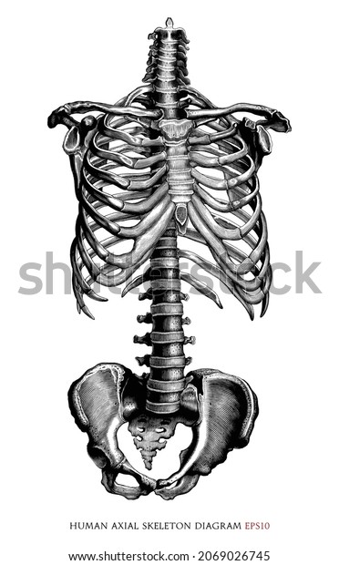 Vektor Stok Human Axial Skeleton Diagram Hand Draw (Tanpa Royalti ...